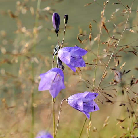Norbury Hill | Middle Marches Community Land Trust