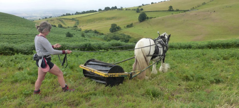 Bracken rolling on Norbury Hill | Middle Marches Community Land Trust